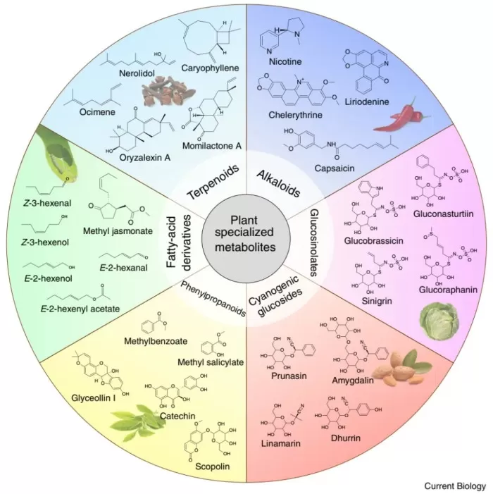 Plant Specialized Metabolites: Detection & Key Applications - MetwareBio